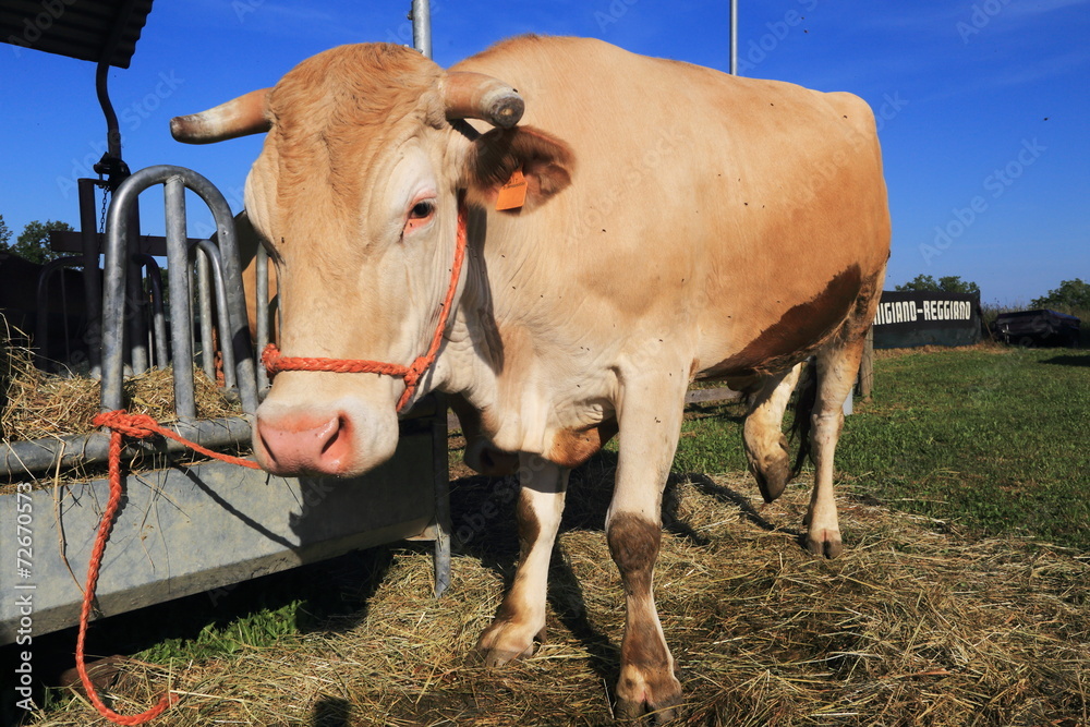 mucca bovino animale da fattoria Stock Photo | Adobe Stock