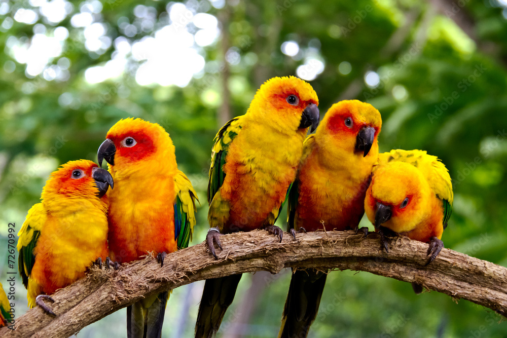 group of conures parrots are sitting on a tree branch Stock Photo ...