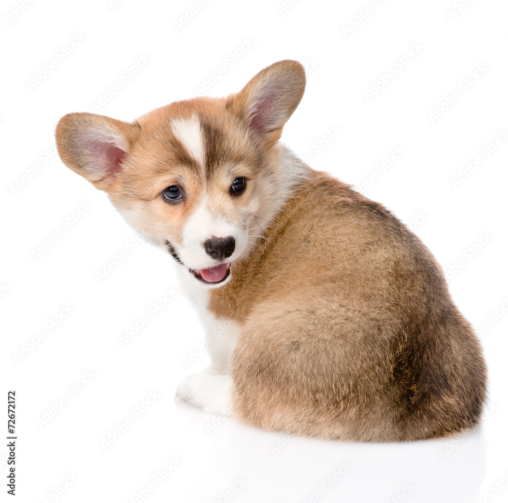 Pembroke Welsh Corgi puppy back view. isolated on white backgrou Stock ...
