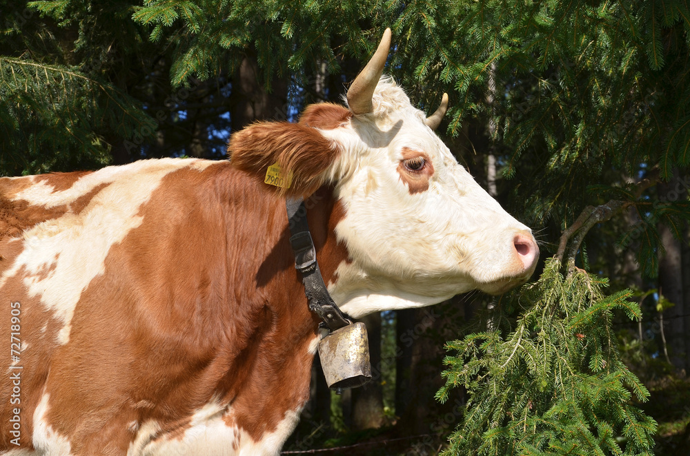 alte kuh Stock-Foto | Adobe Stock