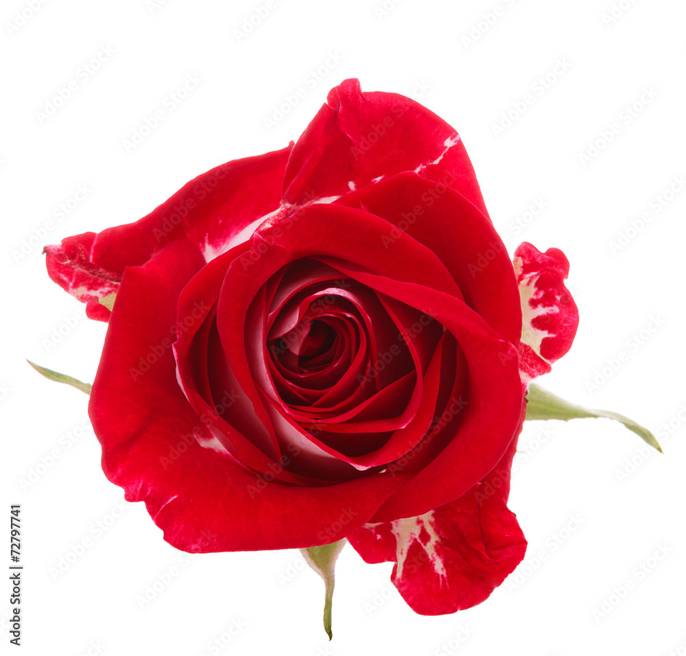 Red rose flower head isolated on white background cutout Stock Photo ...
