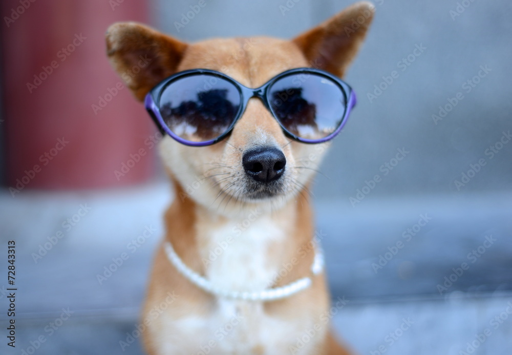 Cool Dog Stock Photo | Adobe Stock