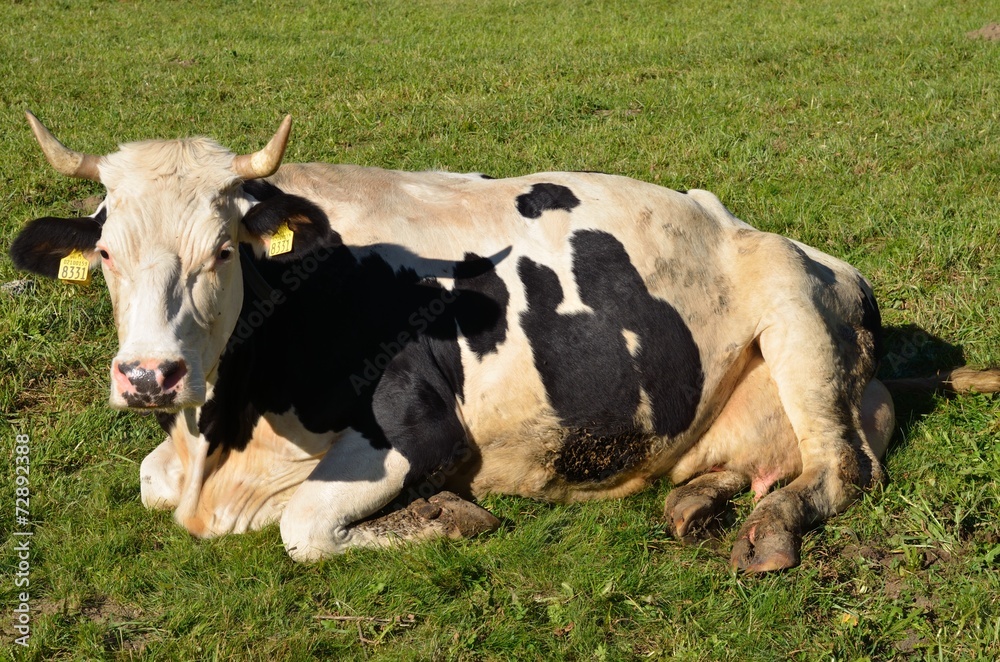 Foto Stock mucca sdraiata | Adobe Stock
