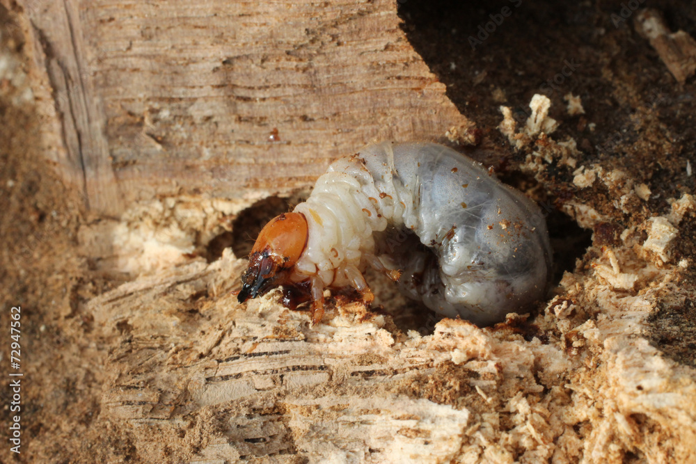 Insecte larve capricorne sur bois de chêne Stock Photo | Adobe Stock