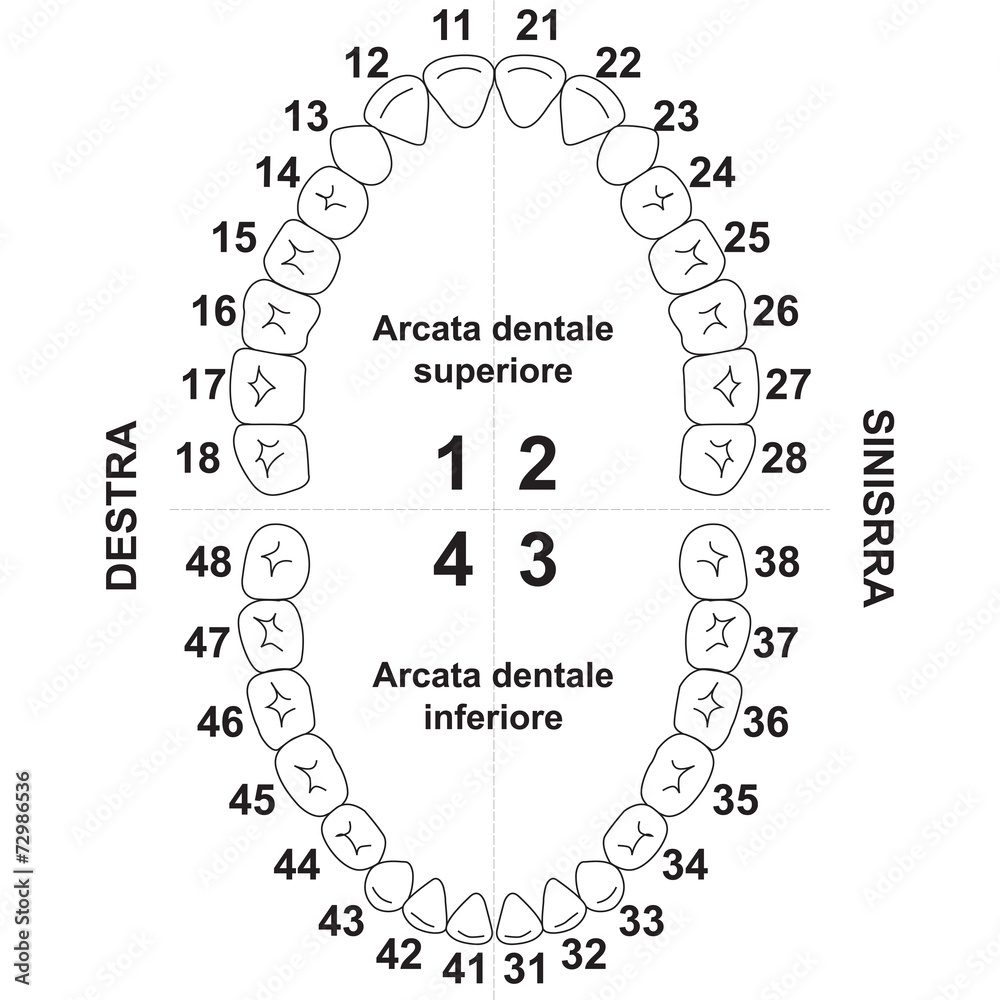 Vetor de denti do Stock | Adobe Stock