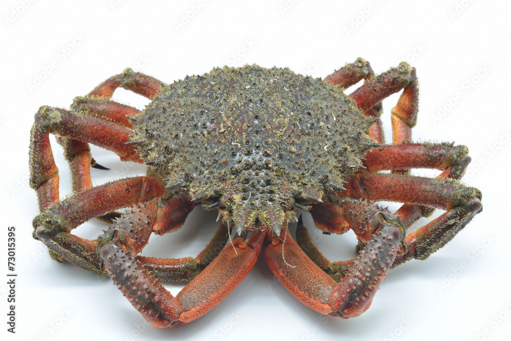 European spider crab, spiny spider crab raw isolated in white. Stock ...