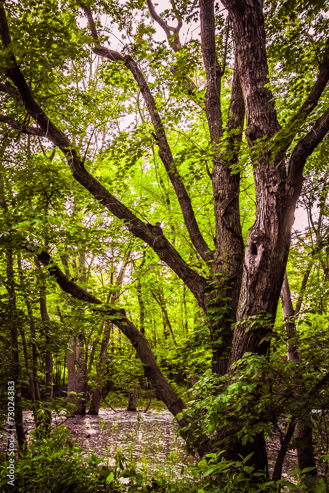 Green Forest Vertical Background. Beautiful natural environment ...