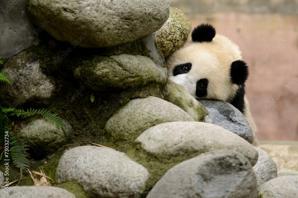 Cub of Giant Panda bear playing on rock Stock Photo | Adobe Stock