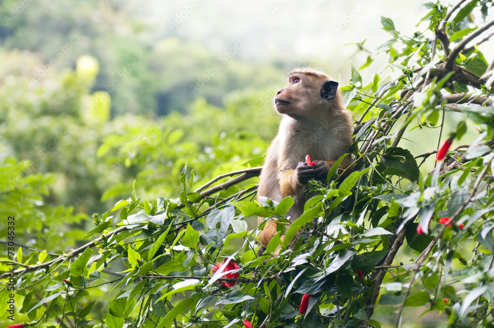 Monkey Stock Photo | Adobe Stock