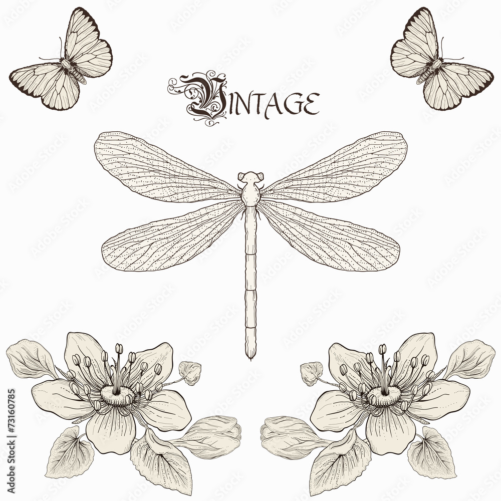 Drawings Of Butterflies And Dragonflies