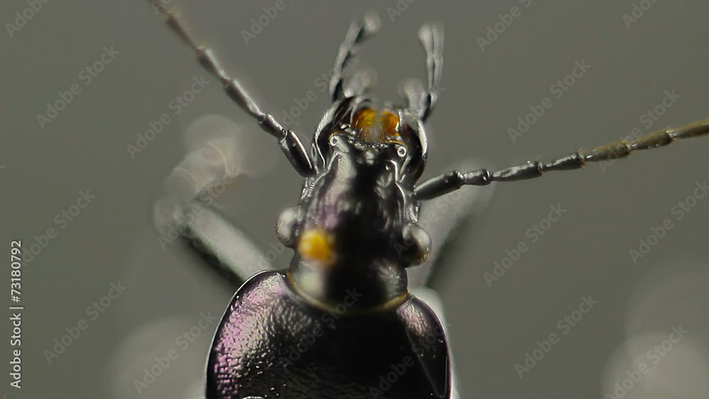 Black beetle flexing its mandibles top view Stock Video | Adobe Stock