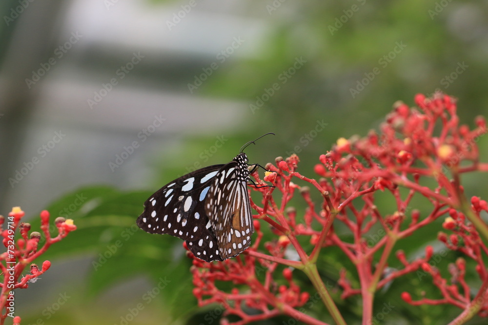 Large Tree Nymphs butterfly(Paper Kite butterfly,Rice Paper butterfly ...