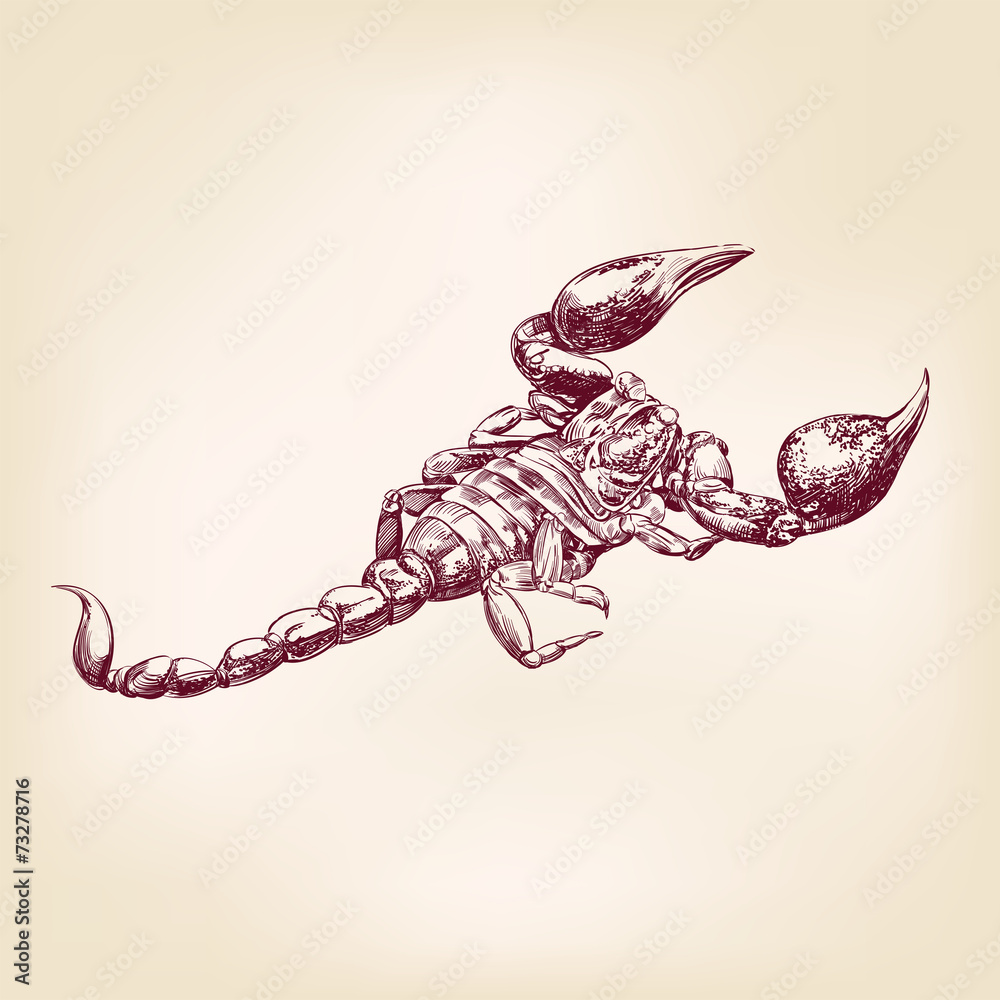 Scorpion hand drawn vector llustration realistic sketch Stock Vector ...