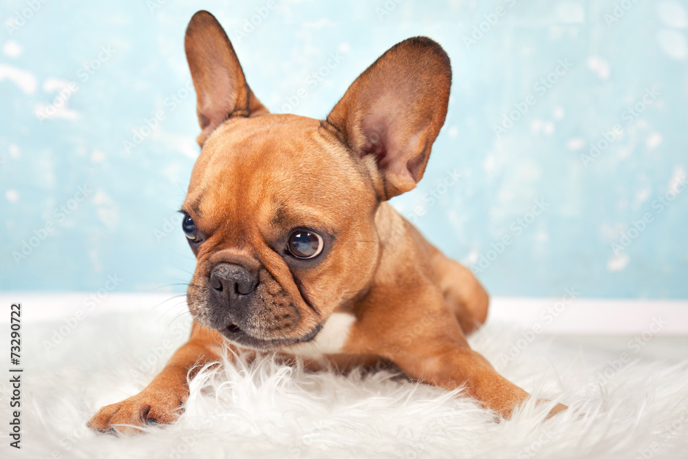 kleiner Hundewelpe Stock Photo | Adobe Stock