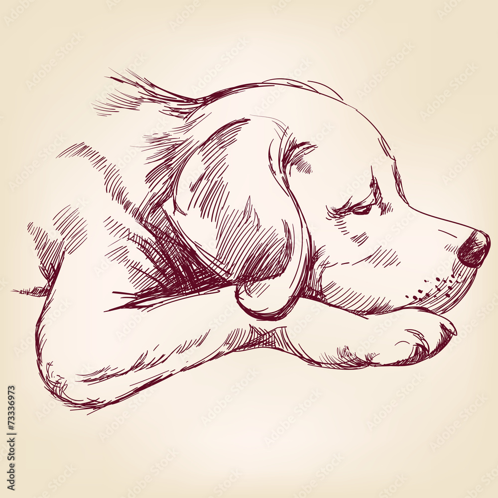 dog hand drawn vector llustration realistic sketch Stock Vector | Adobe ...