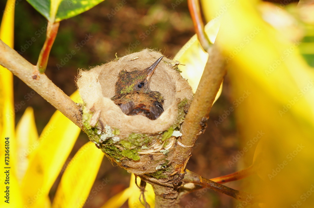 Baby bird of Rufous tailed hummingbird in nest Stock Photo | Adobe Stock