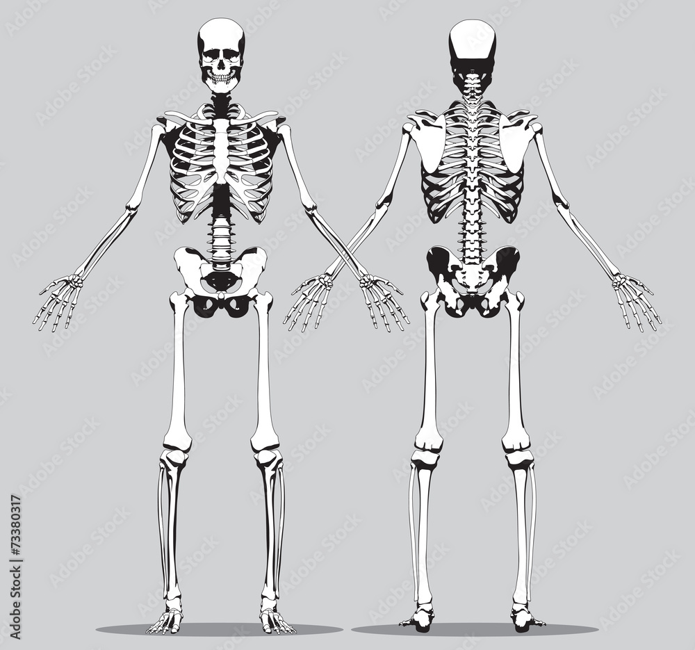 Front and back view of a human skeleton Stock Vector | Adobe Stock