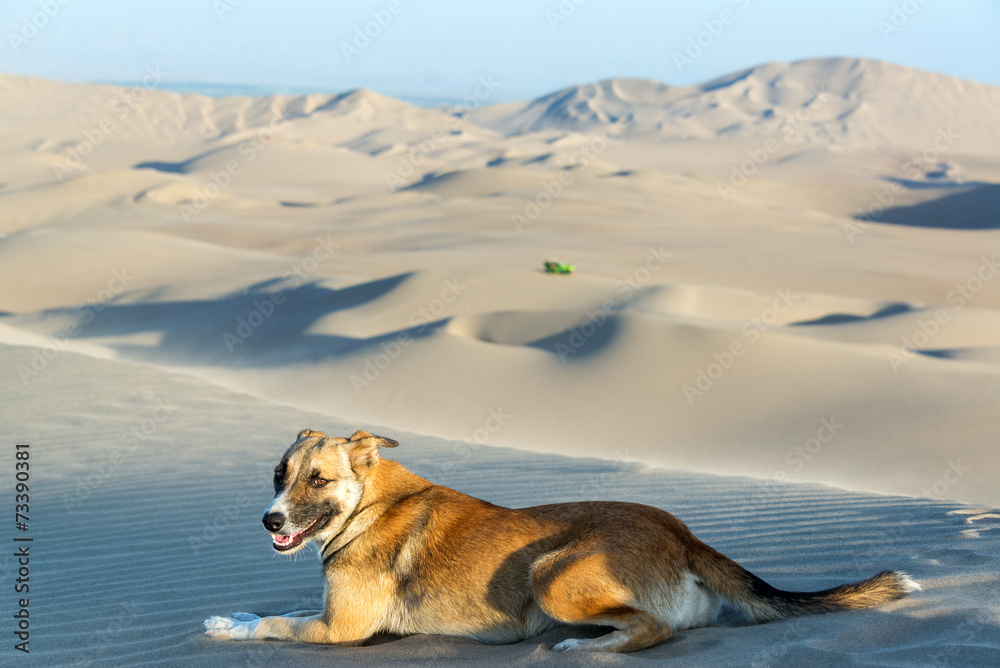 Dog on a Sand Dune Stock Photo | Adobe Stock