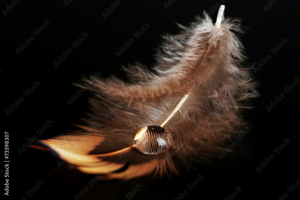 Beautiful feather with water drop on black background Stock Photo ...