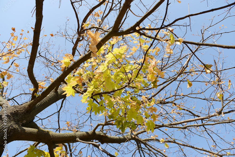 Autumn tree twigs on sky background Stock Photo | Adobe Stock