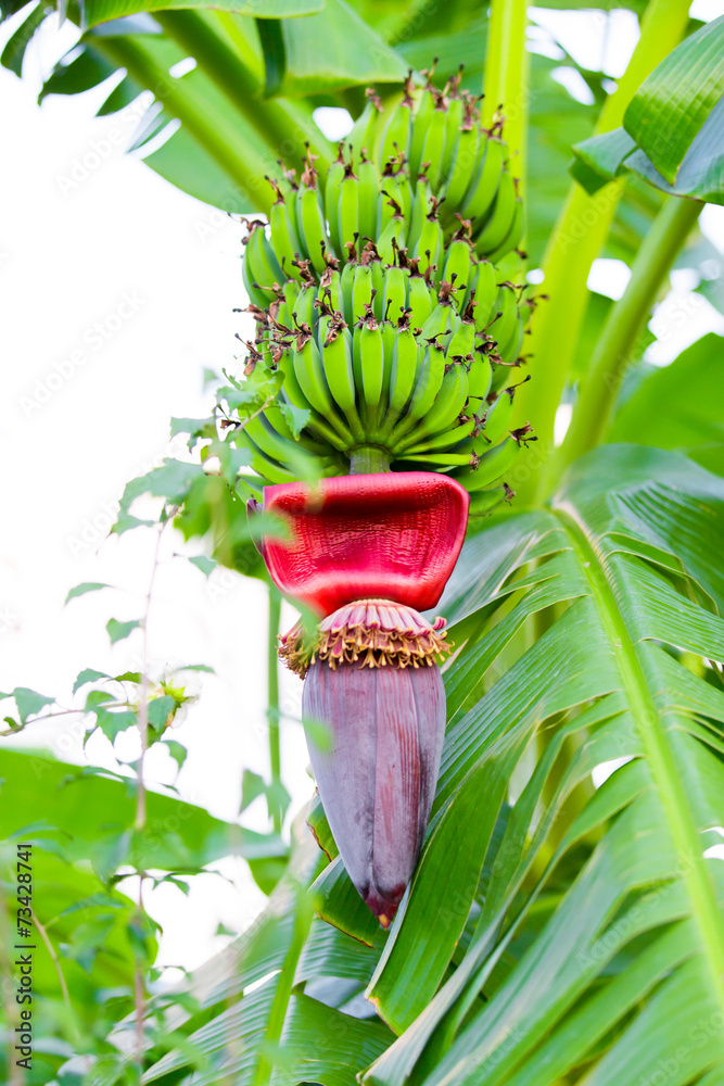 Bananenstaude Stock Photo | Adobe Stock