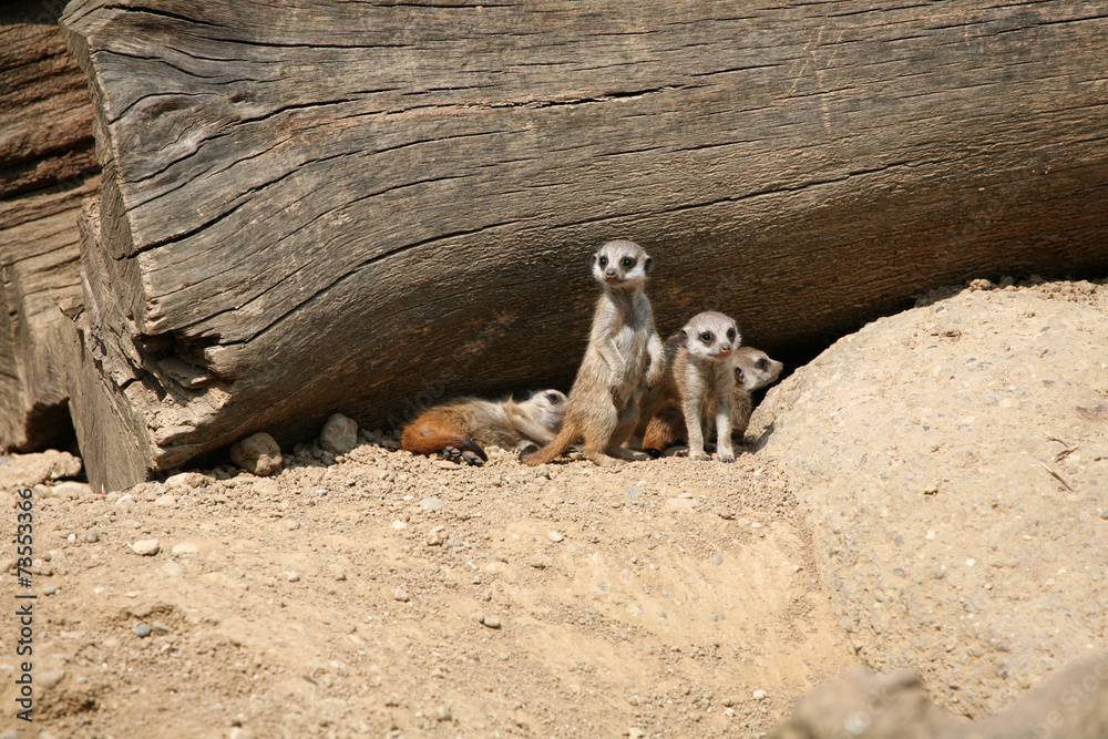 Meerkats (Suricata suricatta), also known as the suricates. Stock Photo ...