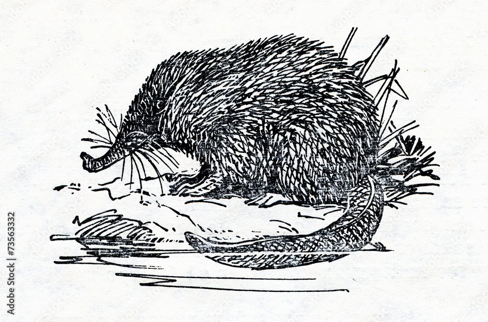 Russian desman (Desmana moschata) Stock Photo | Adobe Stock