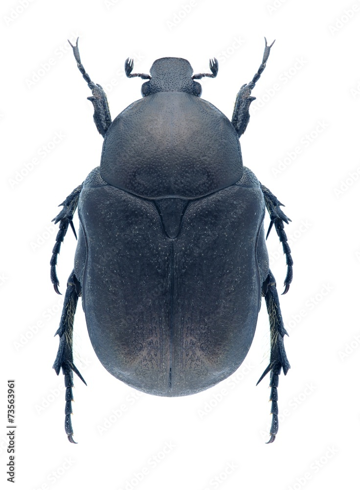 Foto de Beetle Protaetia opaca do Stock | Adobe Stock