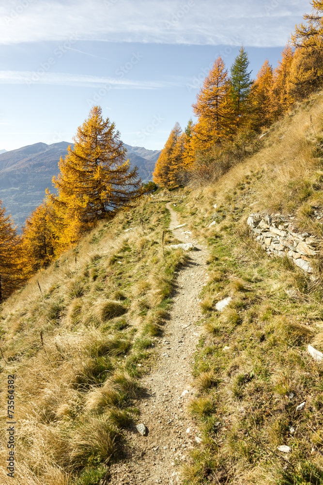 Sentiero di montagna in autunno tra gli alberi Stock Photo | Adobe Stock