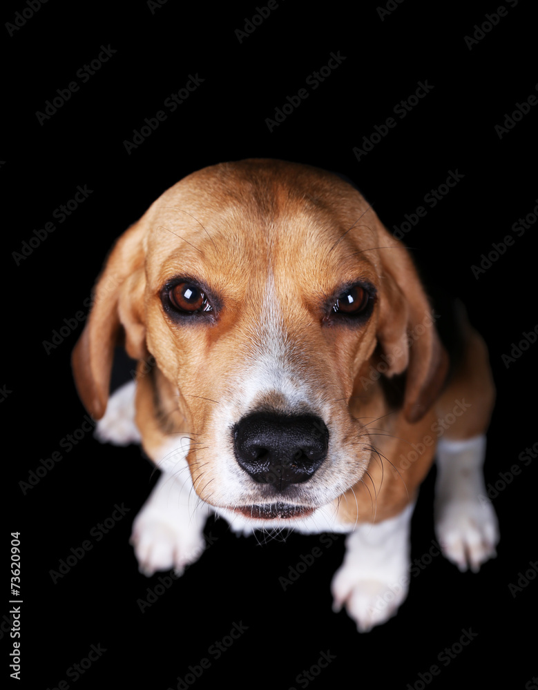 Can Beagles See In The Dark