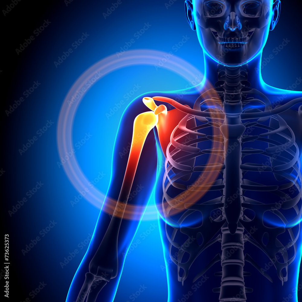 Female Shoulder / Scapula / Clavicle - Anatomy Bones Stock Illustration ...