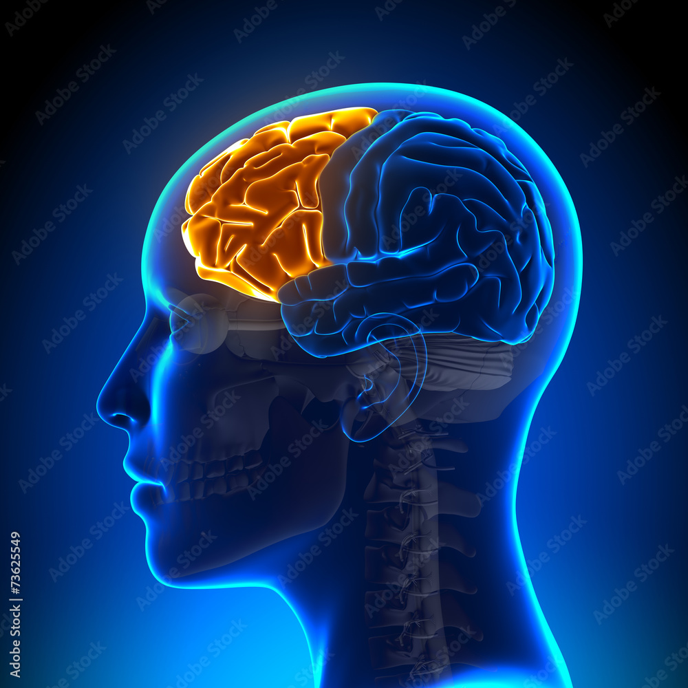 Female Frontal Lobe - Anatomy Brain Stock Illustration | Adobe Stock