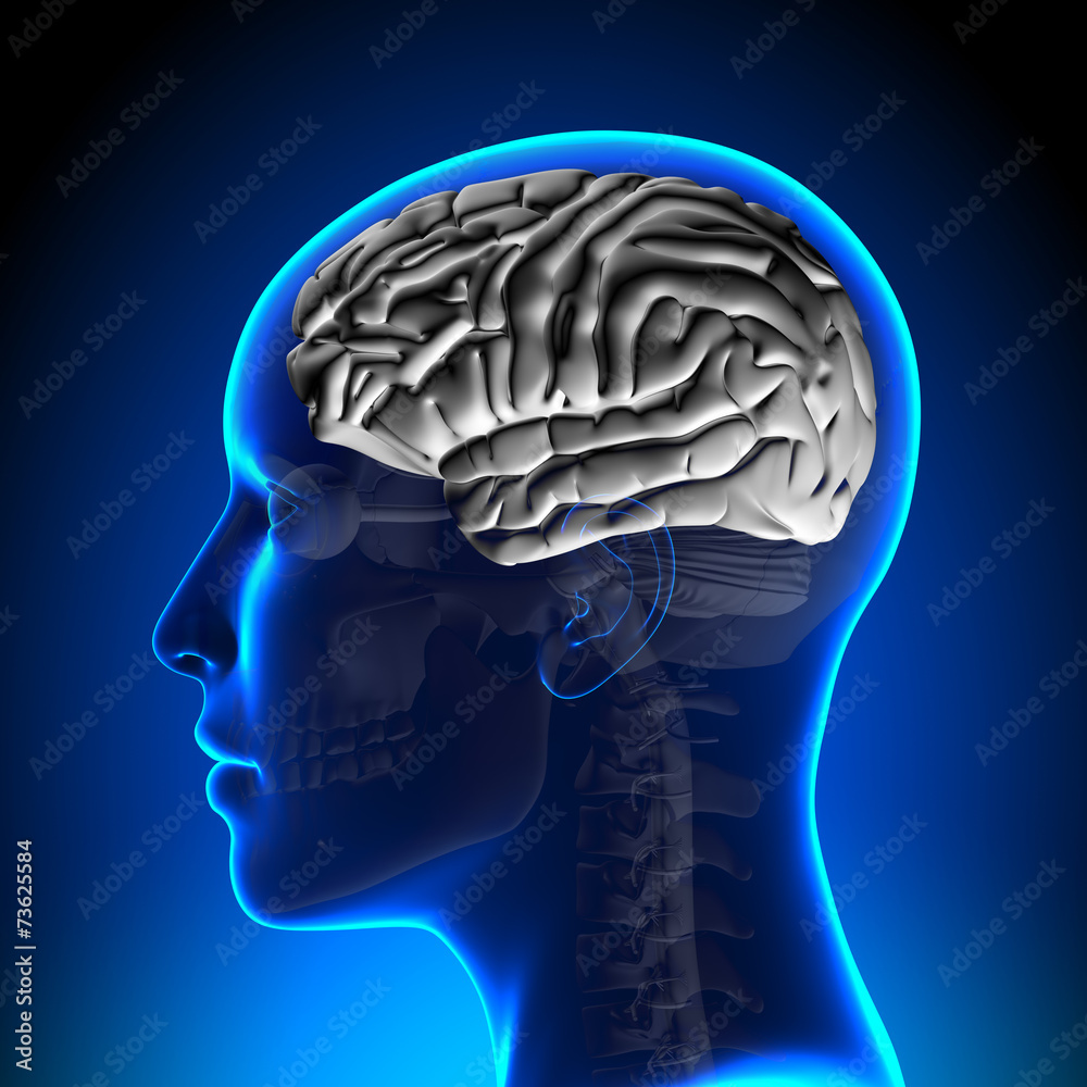 Female Brain Anatomy - White Brain Stock Illustration | Adobe Stock