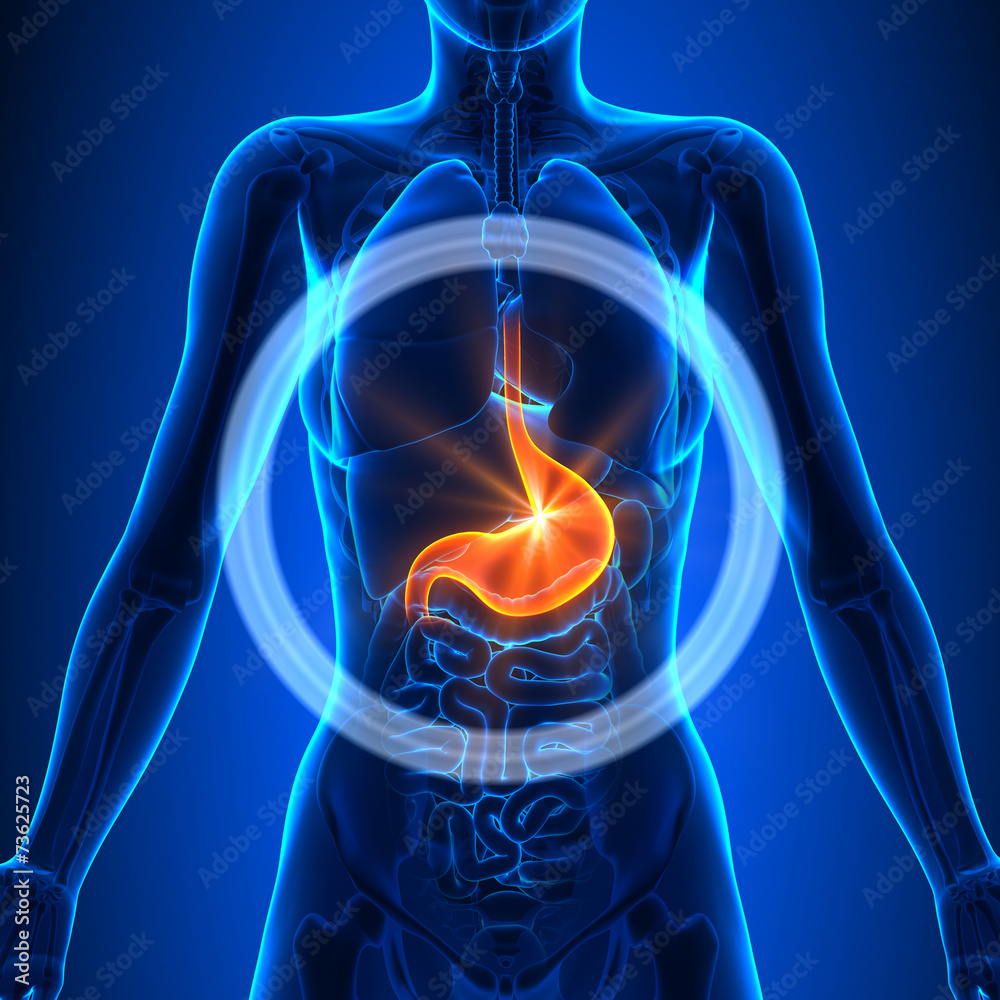 Female Stomach Anatomy