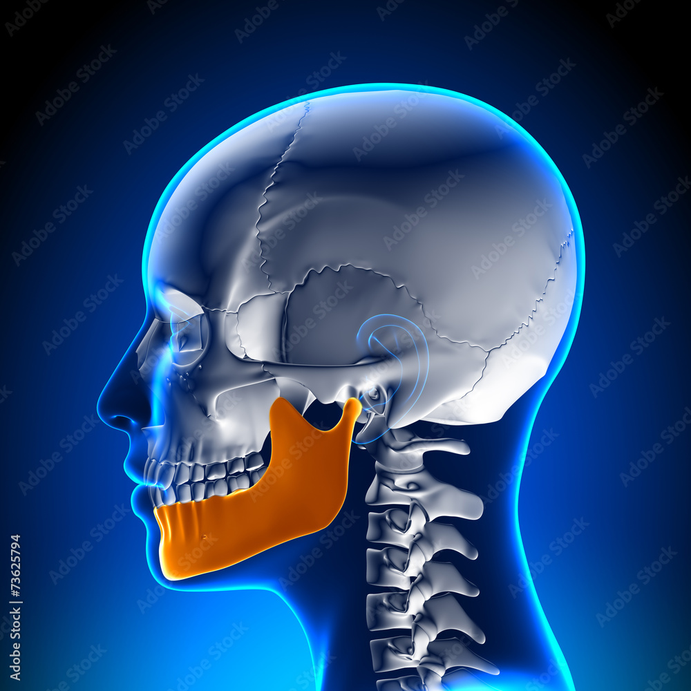Female Mandible - Jaw Anatomy Stock Illustration | Adobe Stock