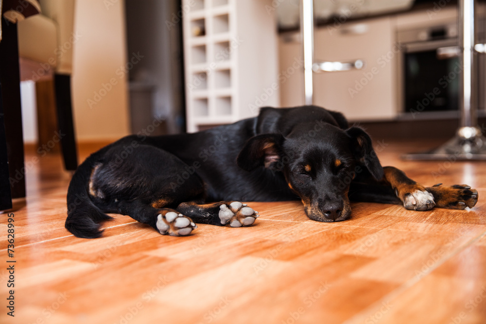 perro cansado Stock Photo | Adobe Stock