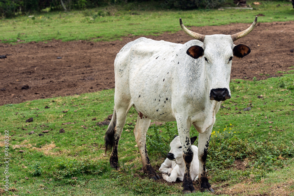 Nguni Cattle Stock Photo | Adobe Stock