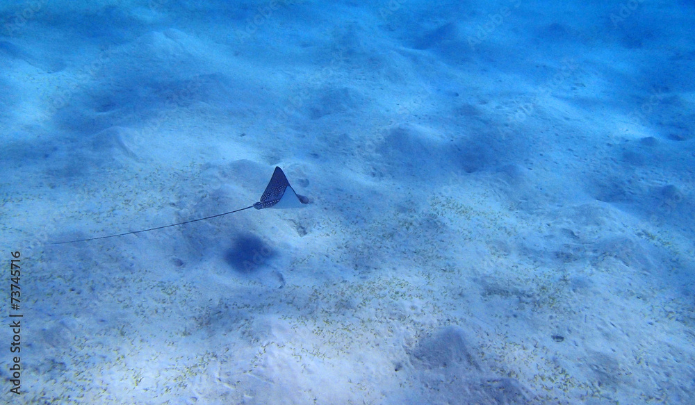 amazing red sea Stock Photo | Adobe Stock