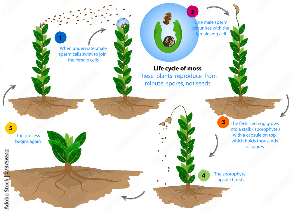 Moss Plant Life Cycle