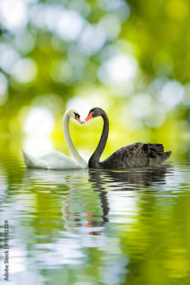 Swans Heart Photography