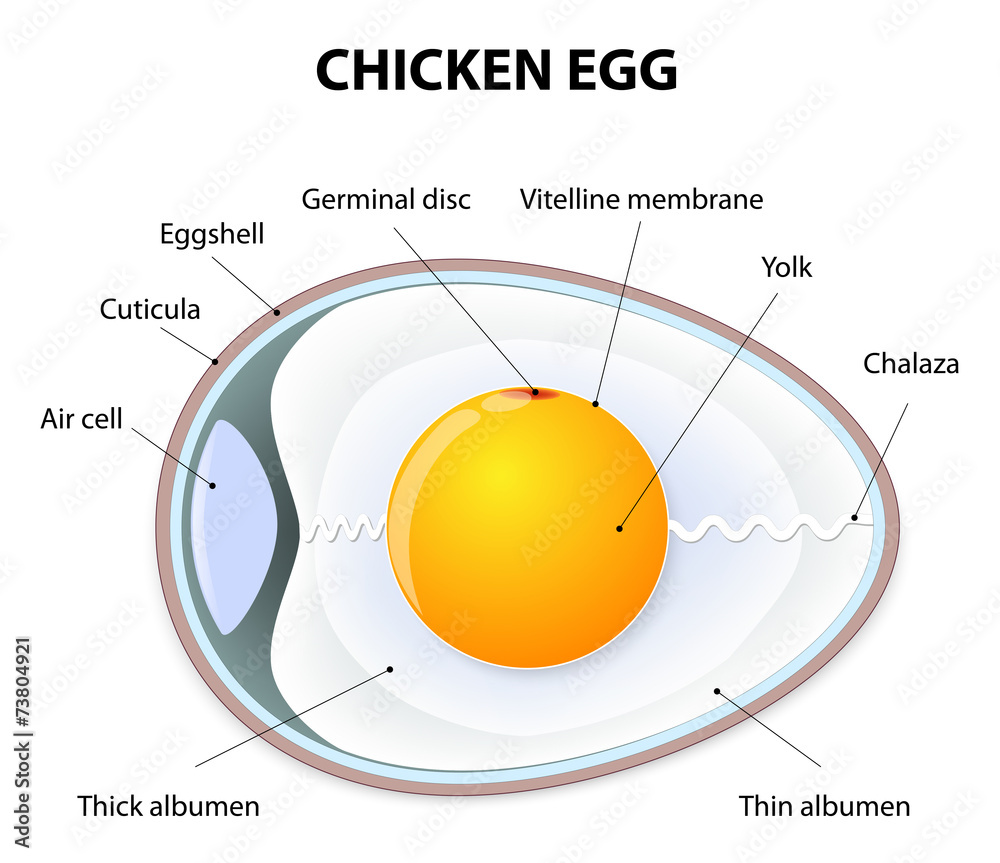 chicken egg anatomy Stock Vector | Adobe Stock