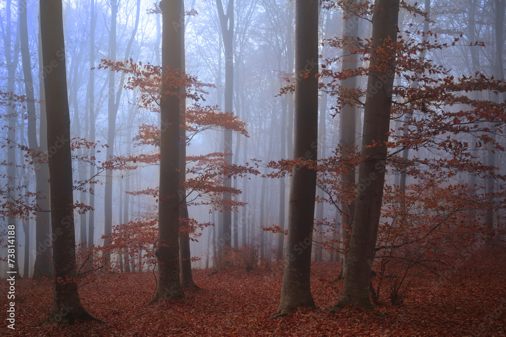 Red leaves trees in spooky forest during fall Stock Photo | Adobe Stock