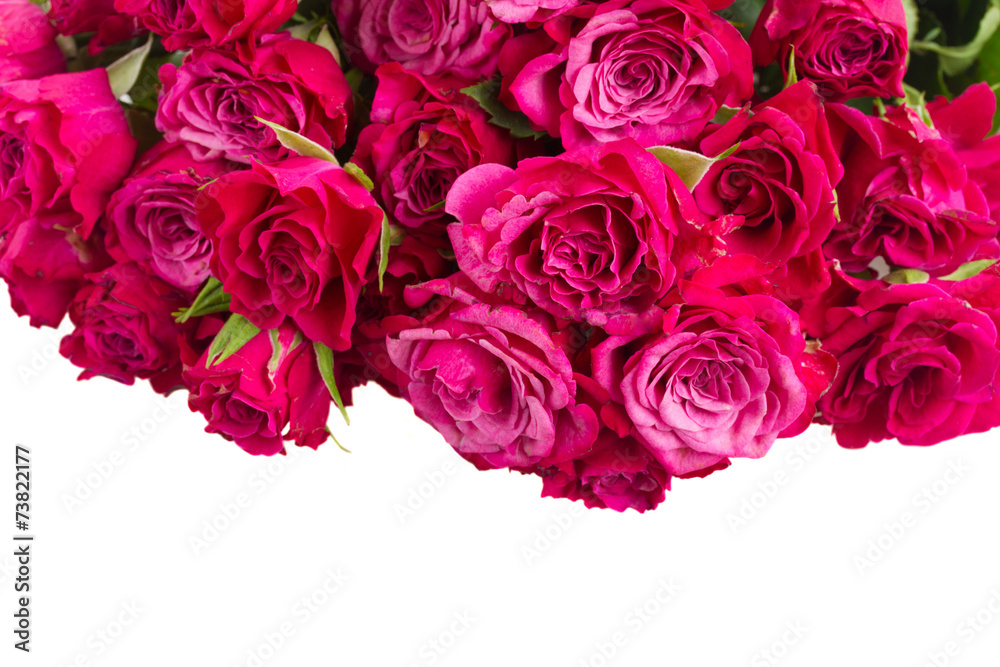 border of fresh mauve roses Stock Photo | Adobe Stock