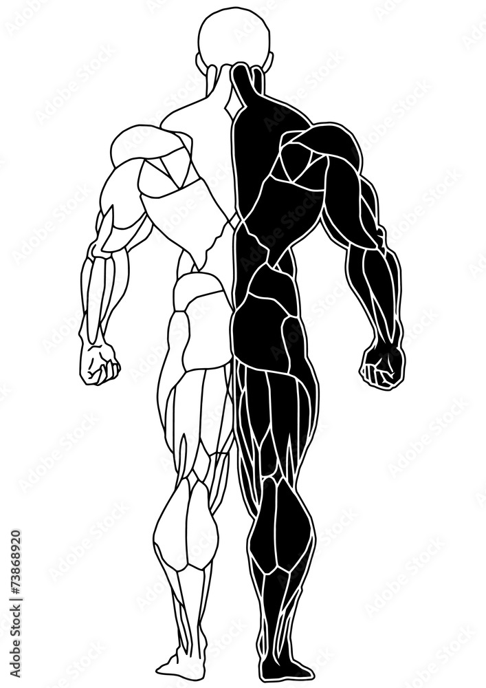 muscle bodybuilder skeleton back view Stock Illustration | Adobe Stock