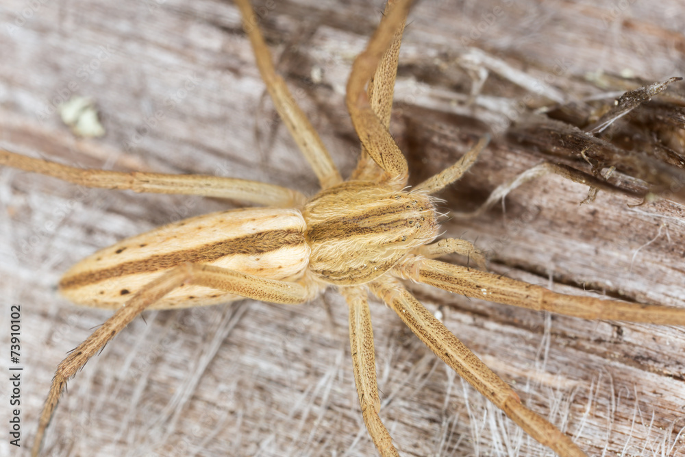 Slender crab spider, Tibellus spider on wood Stock Photo | Adobe Stock