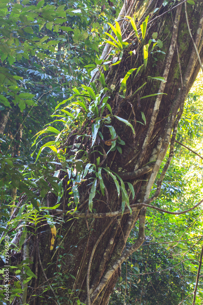 fern on trunk tree Stock Photo | Adobe Stock