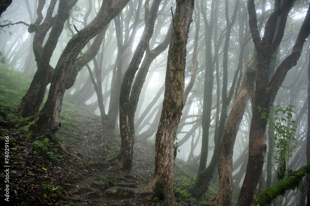 Selva Nepal Stock Photo | Adobe Stock