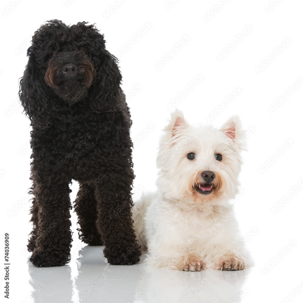 Zwei Hunde Stock-Foto | Adobe Stock