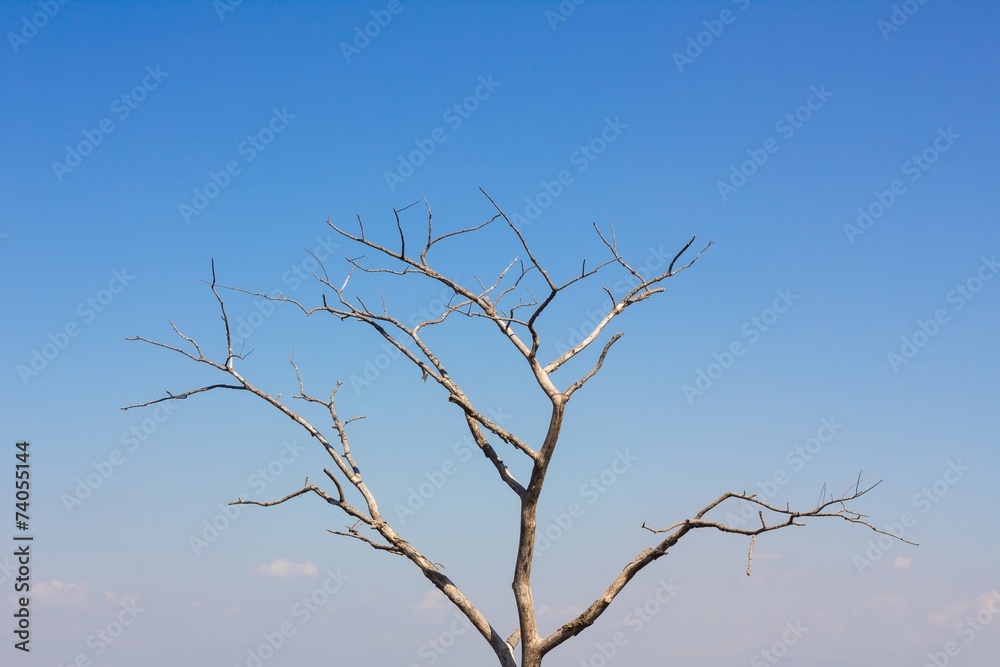 Dead twigs Stock Photo | Adobe Stock