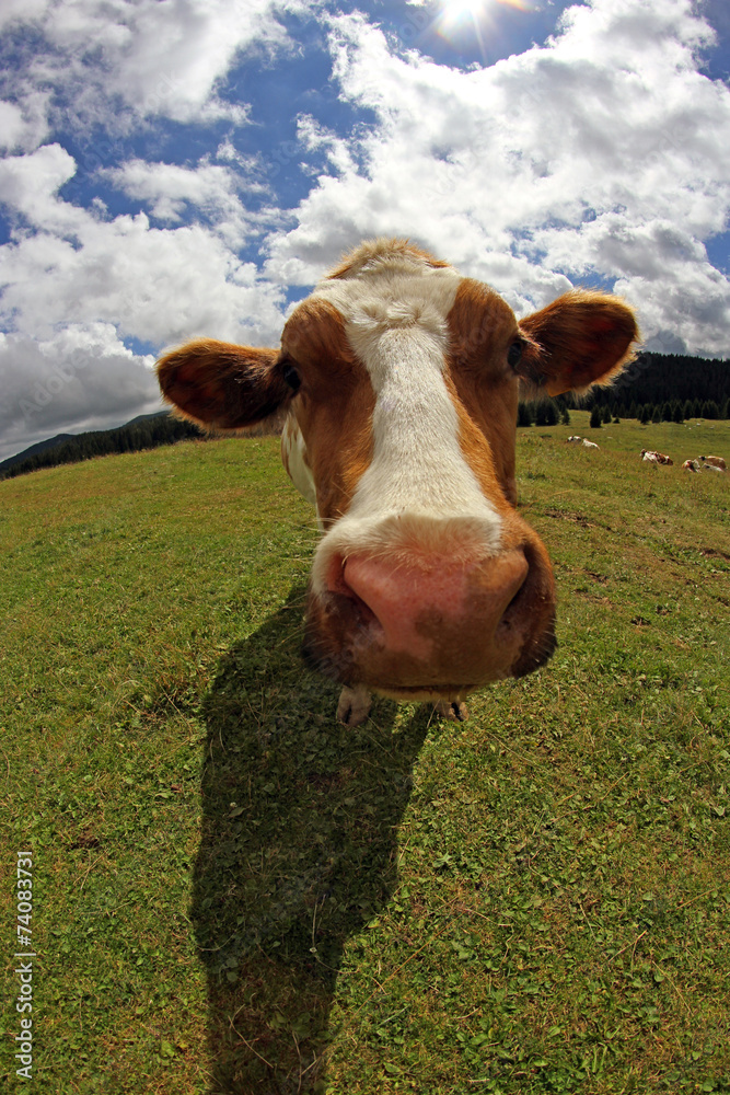 cow photographed with fish eye lens and blue sky with many cloud Stock ...